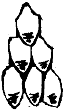 Serpent scales - The Codex of Ultima Wisdom, a wiki for Ultima and ...